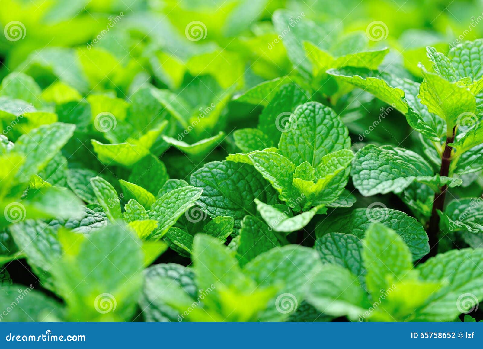 Green mint crops in growth stock photo. Image of gardening - 65758652