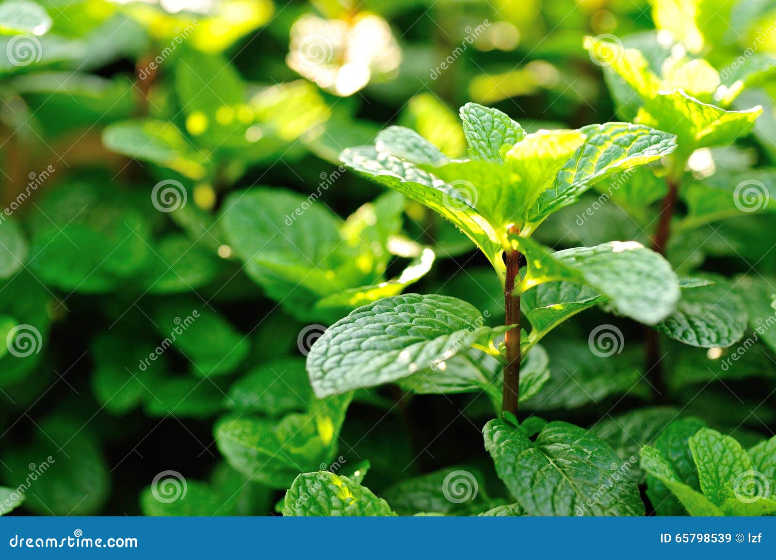 Green mint crops in growth stock image. Image of crop - 65798539