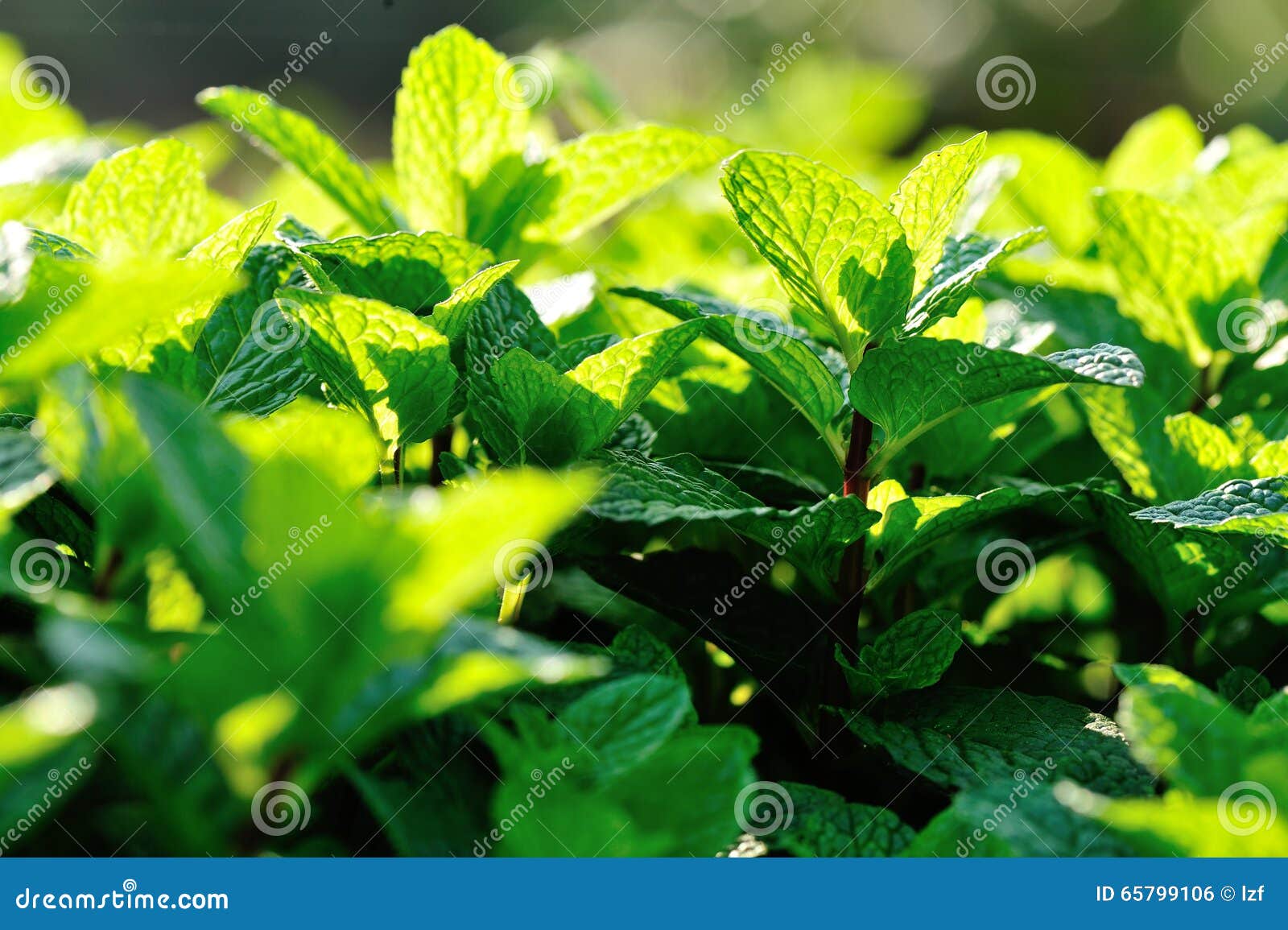 Green mint crops stock photo. Image of herb, crop, organic - 65799106