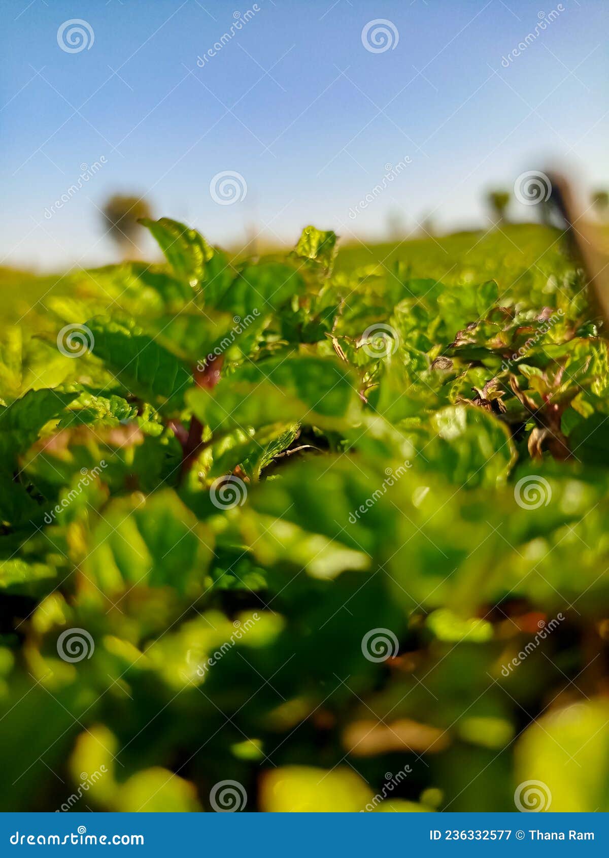 Green Mint Field View, Close Up Green Mint Leaves Stock Image - Image ...