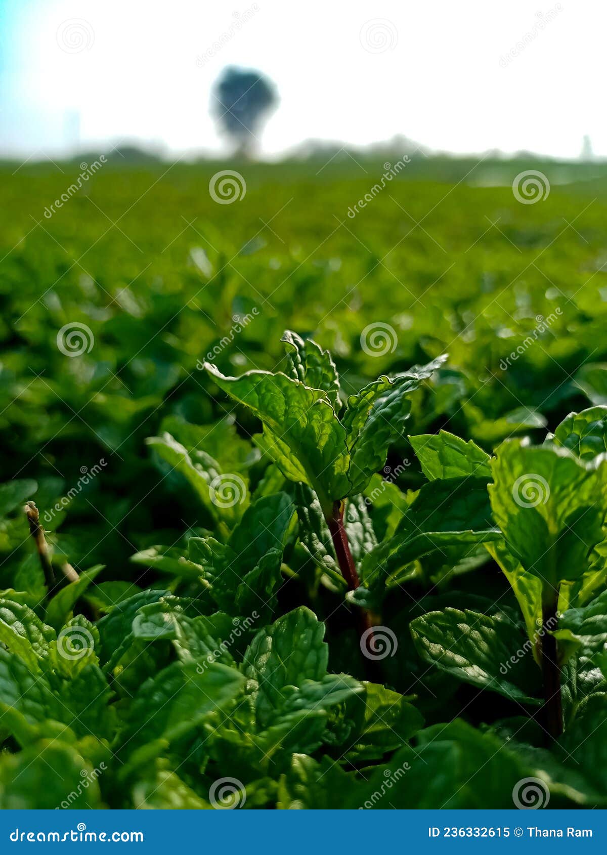 Green Mint Field View, Close Up Green Mint Leaves Stock Image - Image ...