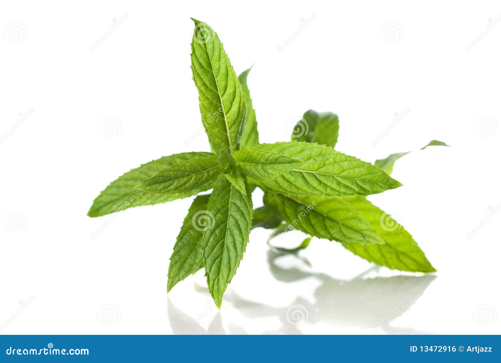 Green mint isolated stock photo. Image of aromatic, ingredient - 13472916