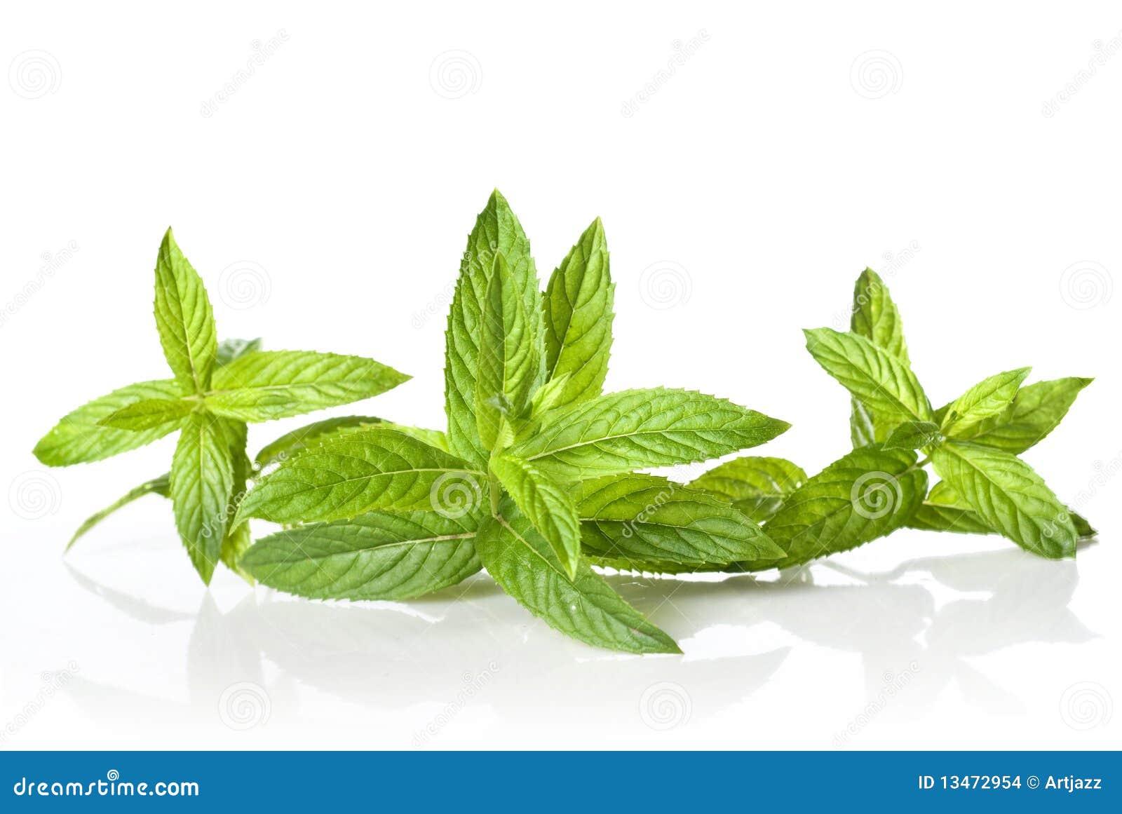 Green mint isolated stock photo. Image of detail, color - 13472954