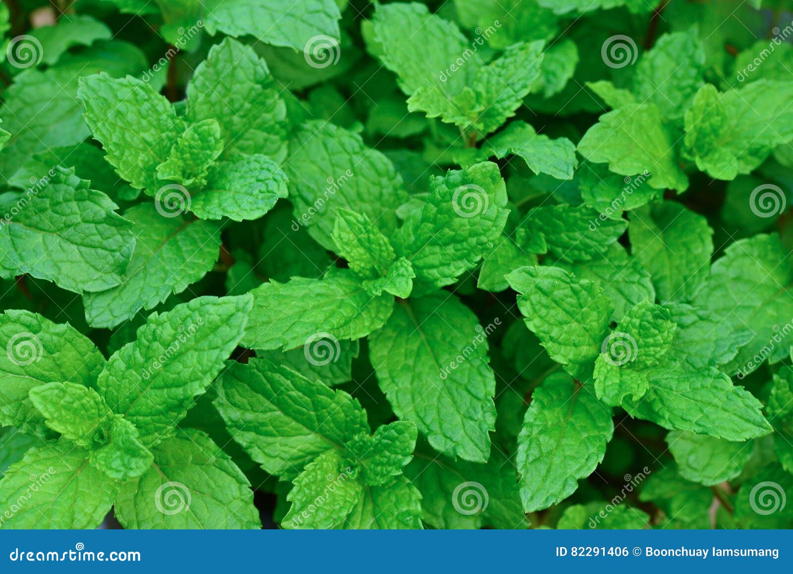 Green Mint Leaf Texture for Background Stock Photo - Image of fresh ...