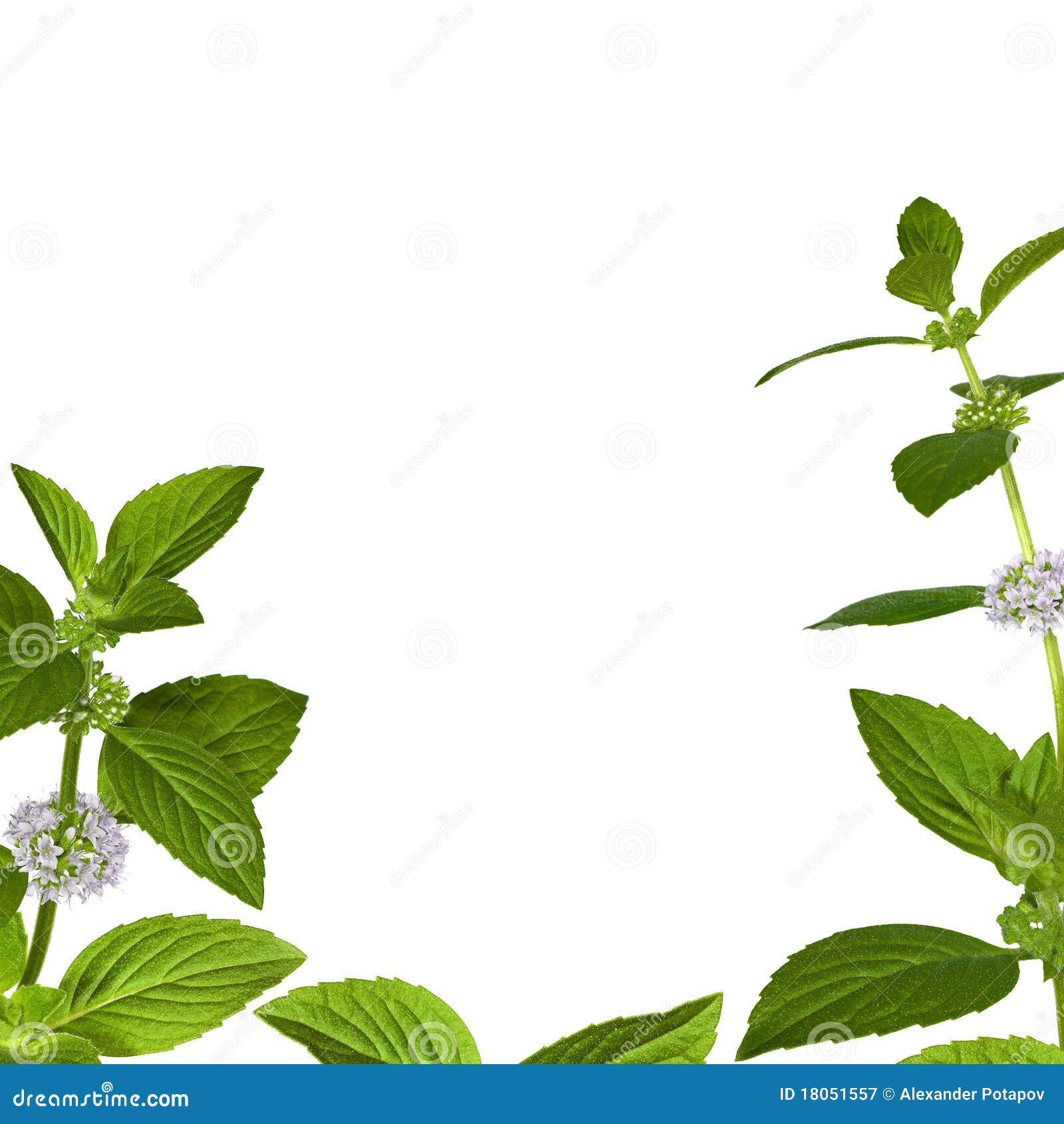 Green Mint Leaves Frame on White Stock Image - Image of condiment ...