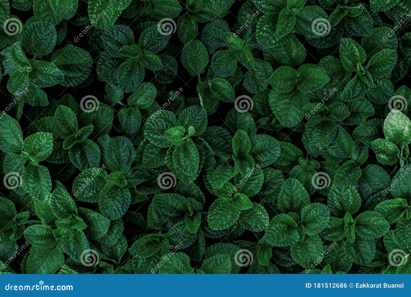 Green Leaf Texture, Nature Background Stock Photo - Image of closeup ...