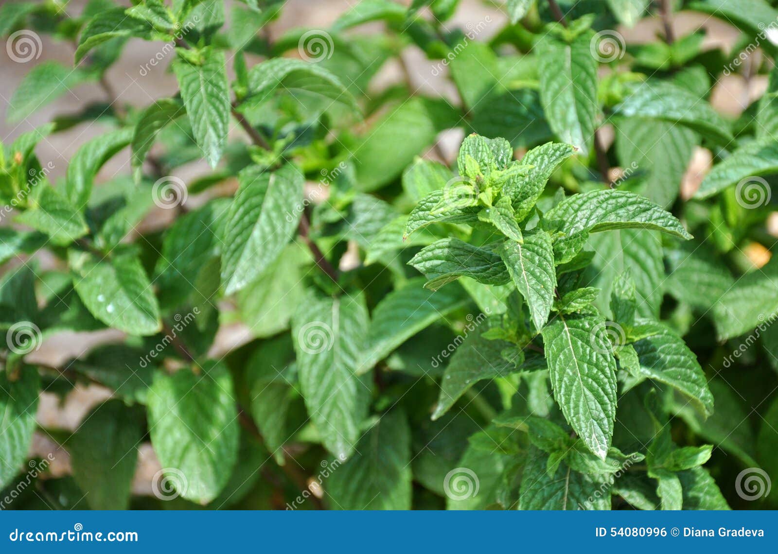 Green Mint Plant Closeup stock photo. Image of ingredients - 54080996