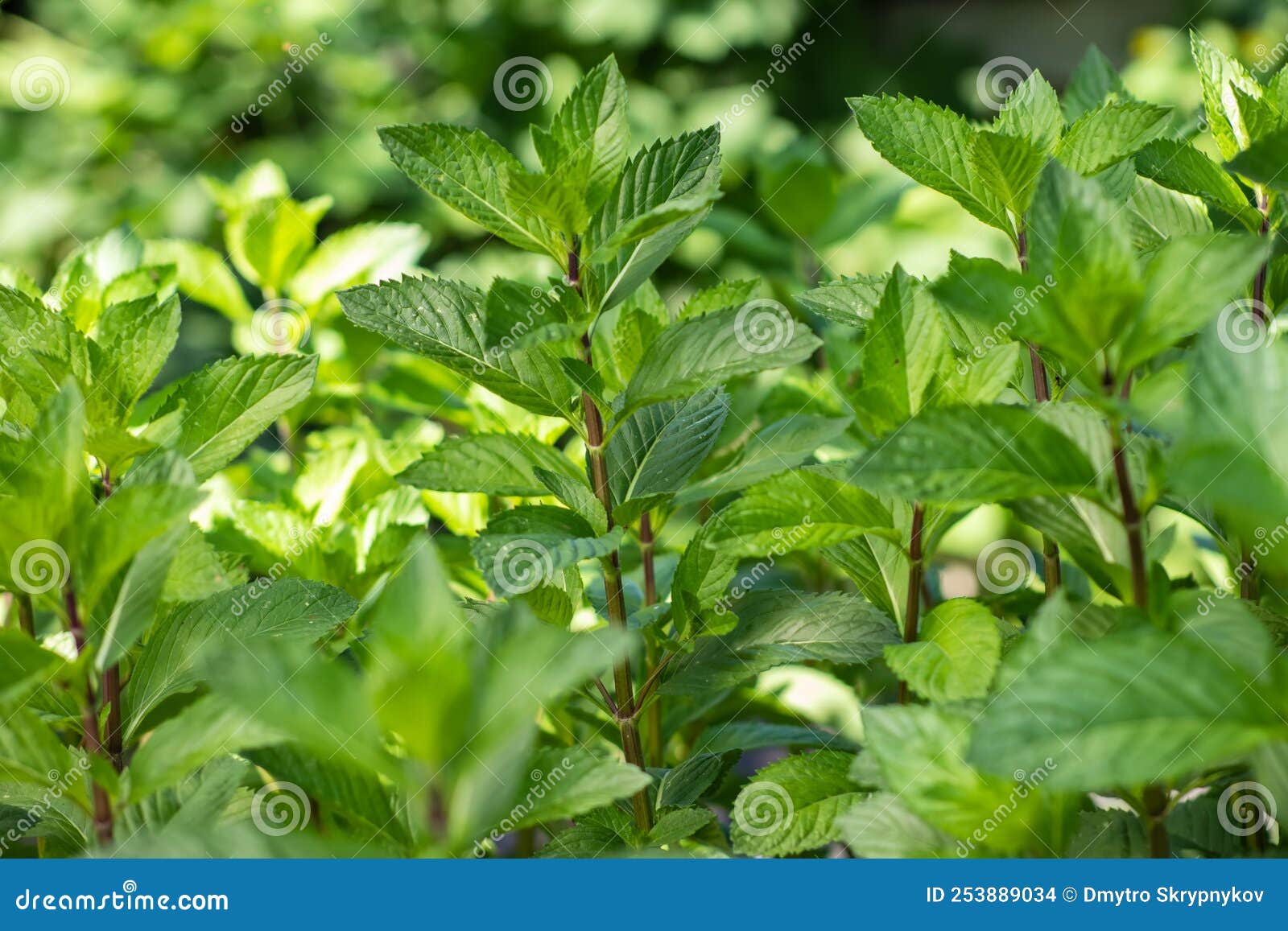 Green Mint Plant in Growth at Vegetable Garden Stock Photo - Image of ...