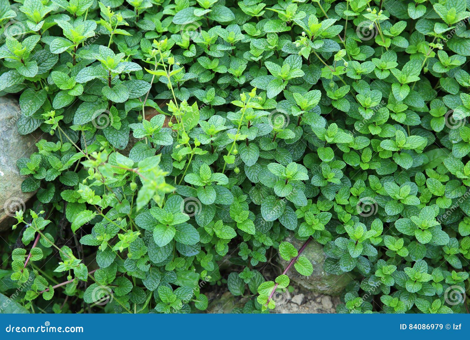 Green mint plants at field stock image. Image of ingredient - 84086979