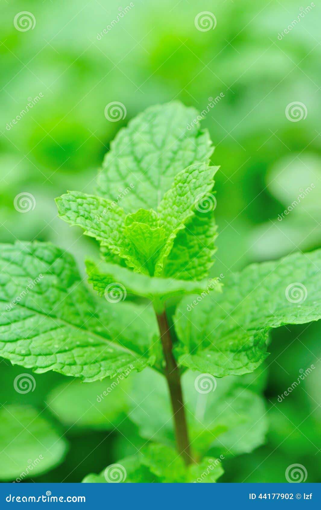 Green mint plants growing stock photo. Image of field - 44177902