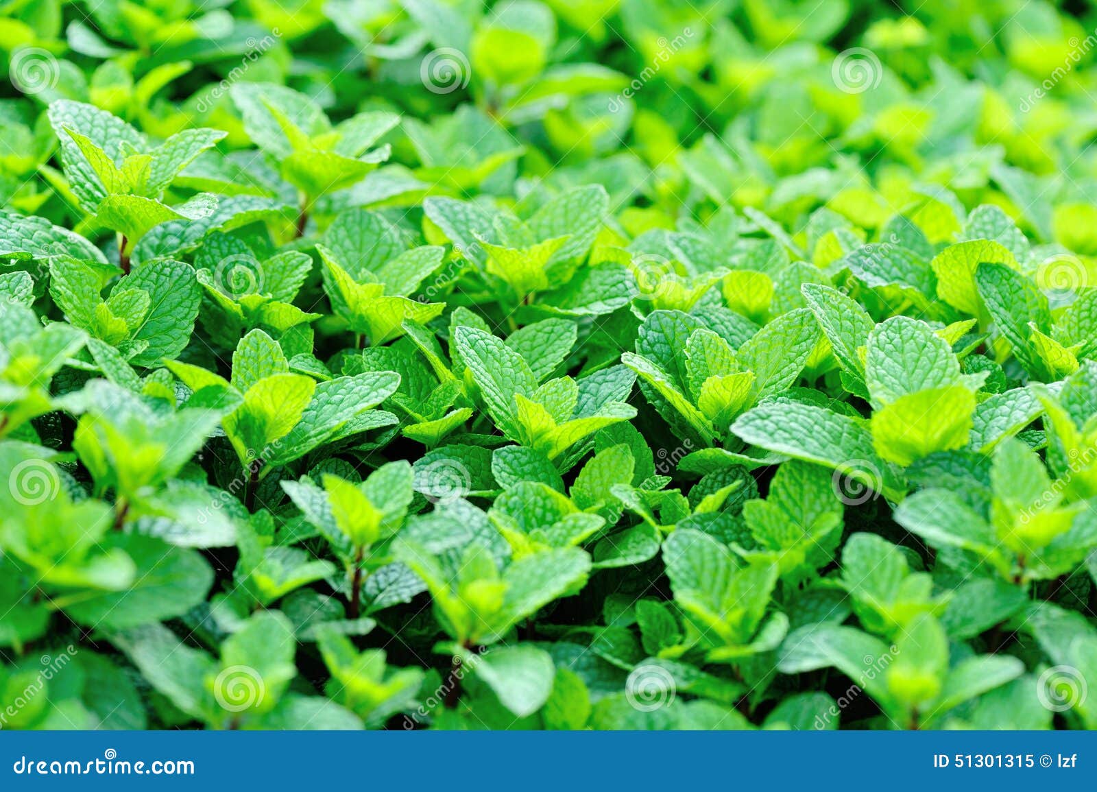 Green Mint Plants in Growth Stock Image - Image of green, nursery: 51301315