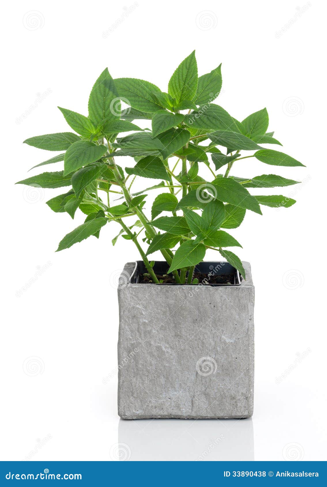 Green mint in a pot stock photo. Image of cement, growth - 33890438
