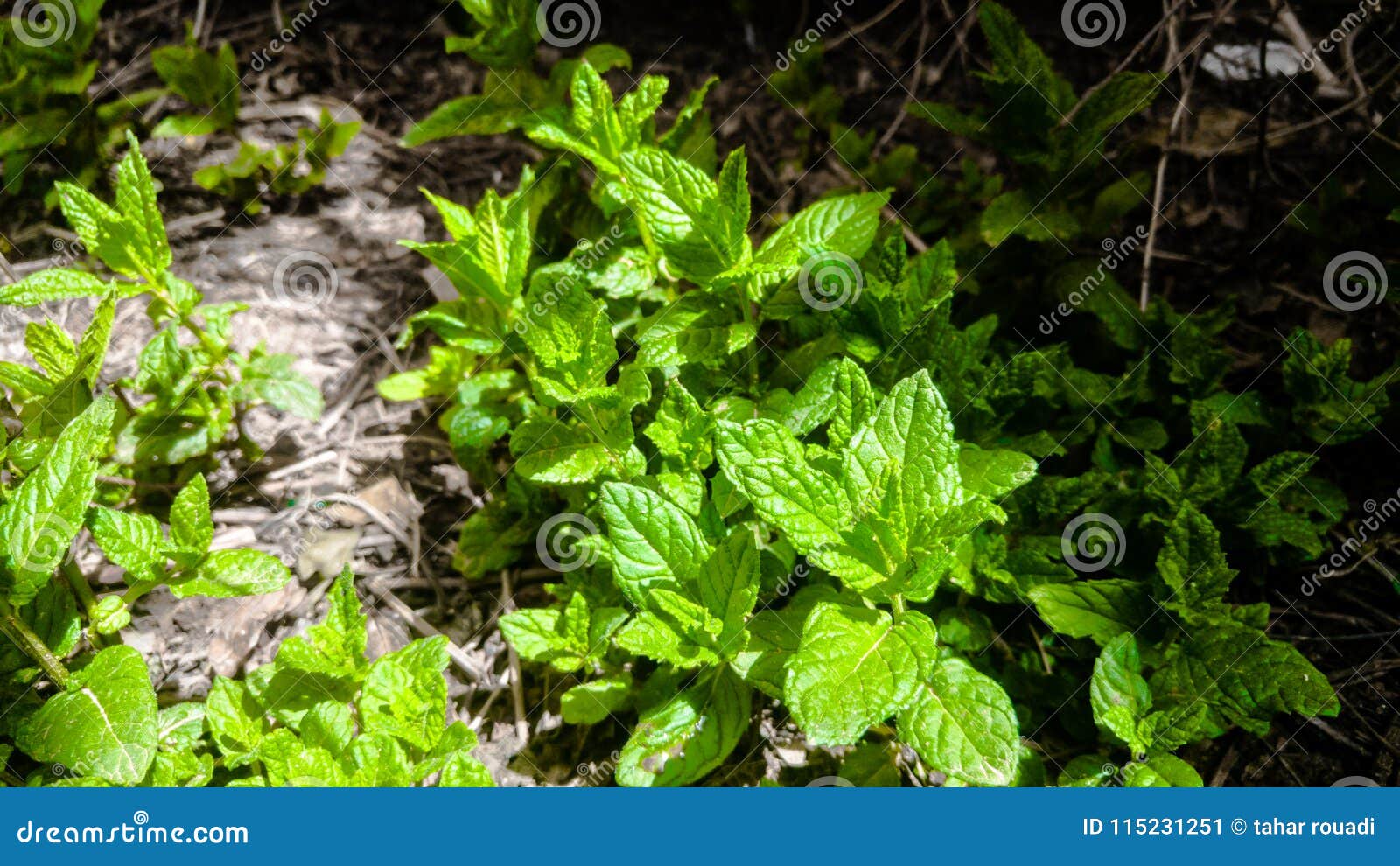 Mint stock image. Image of green, mint, closeup, good - 115231251