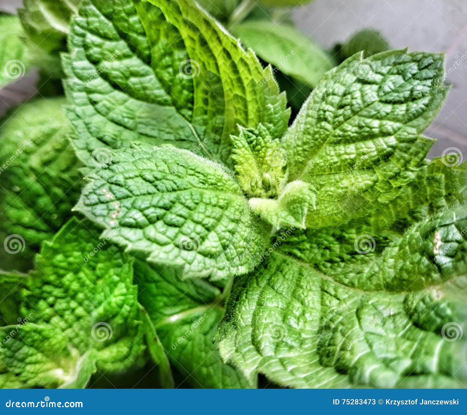 Green mint. stock image. Image of like, plant, life, still - 75283473