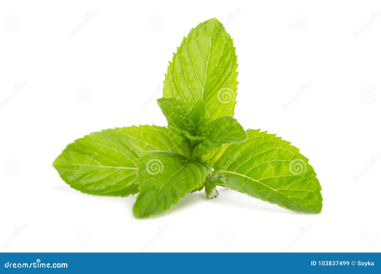 Green Mint on White Background Stock Image - Image of color, macro ...