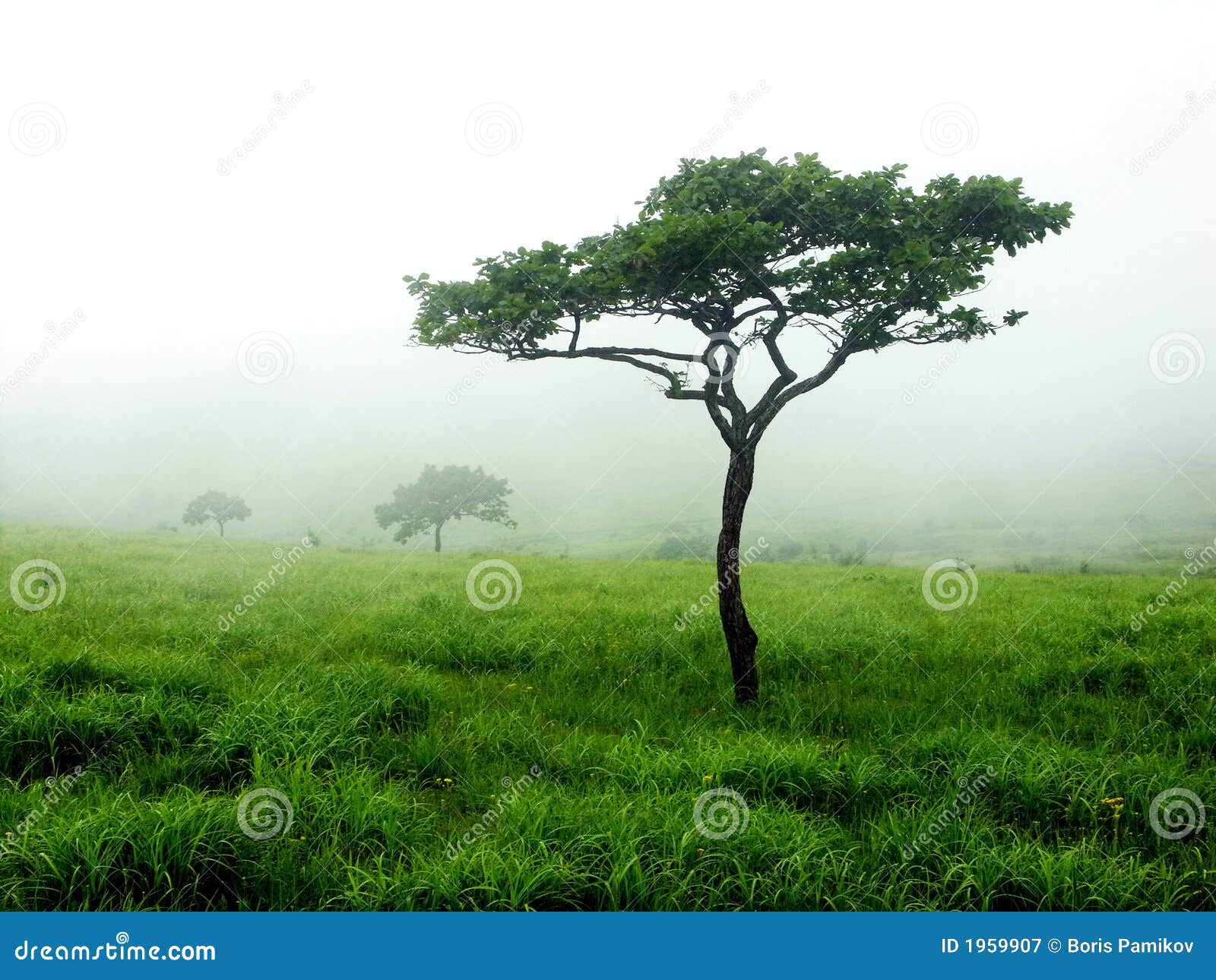 Green mist stock image. Image of fresh, stillness, summer - 1959907