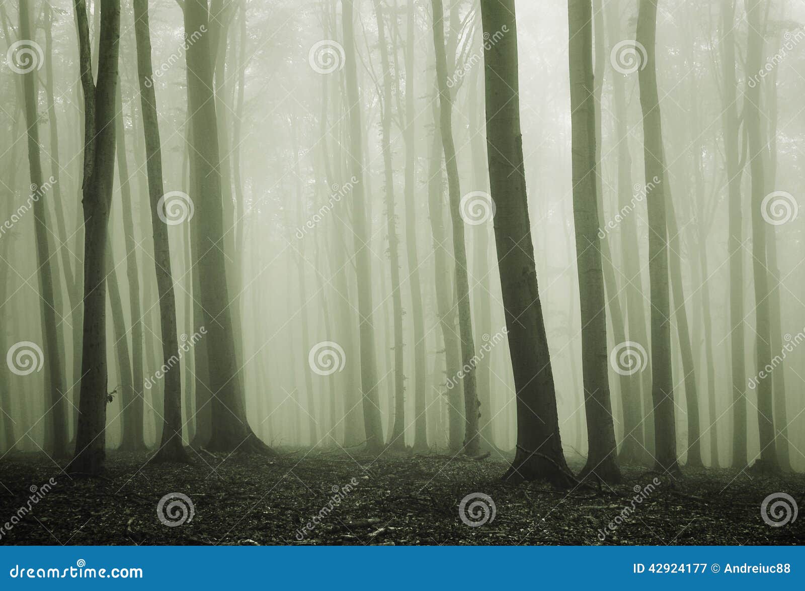 Green Mist in an Enchanted Mysterious Forest Stock Image - Image of ...