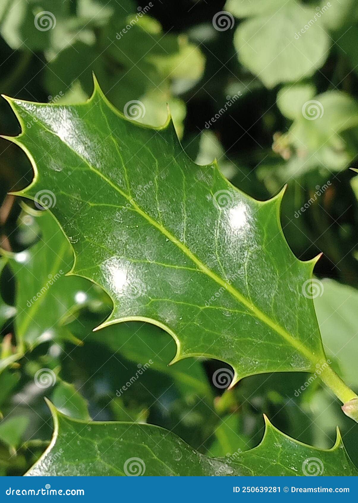 Green Mistle Plant Leaf Mistletoe Stock Image - Image of green ...