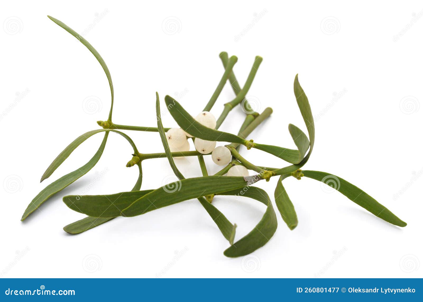 Green Mistletoe with Berries Stock Image - Image of plant, berry: 260801477