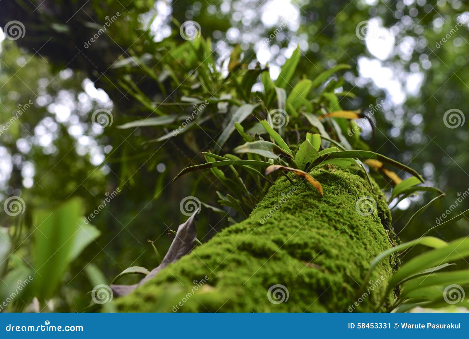 Green and moist stock image. Image of swamp, green, lichen - 58453331