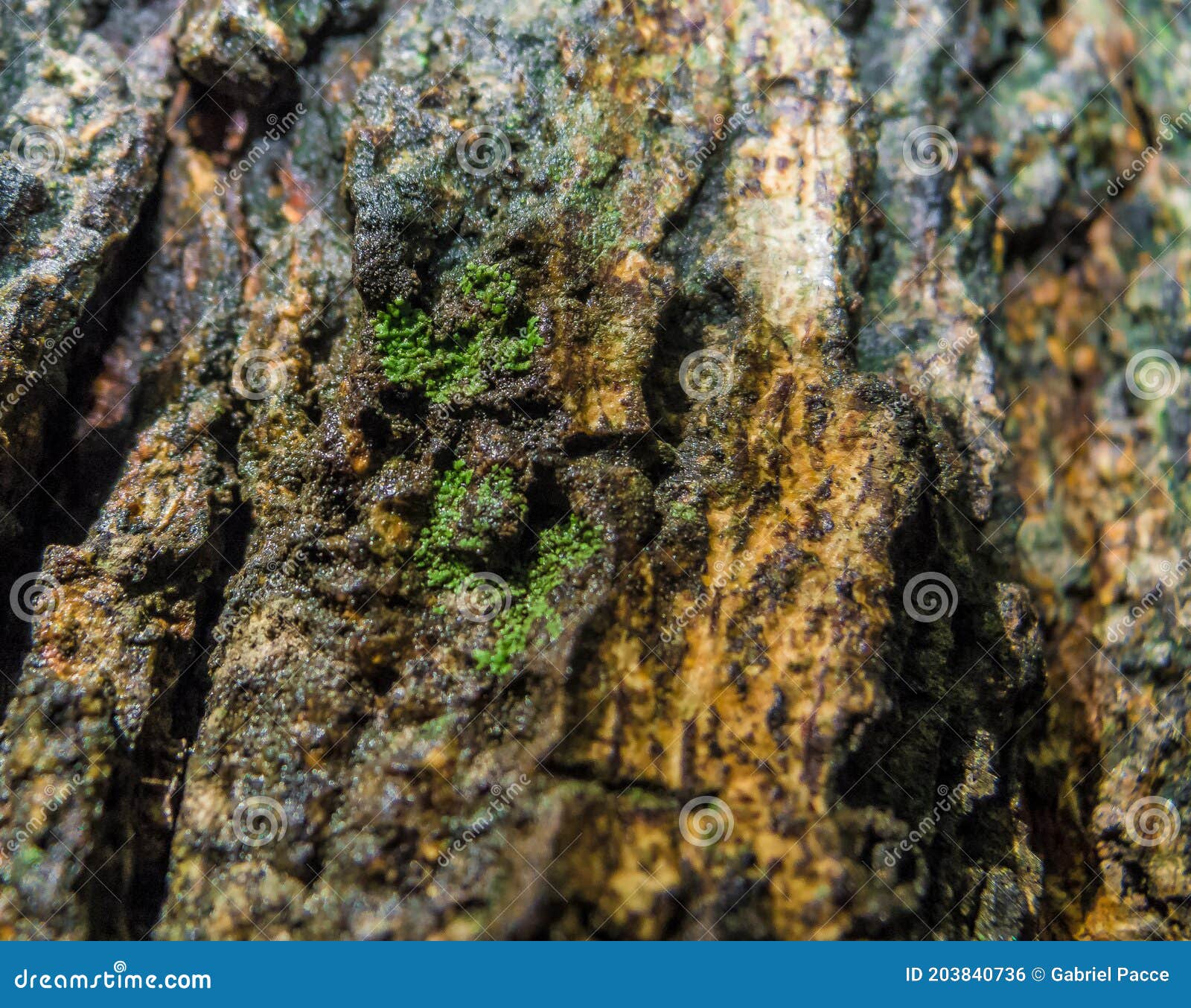 Green mold on a bark tree stock photo. Image of aged - 203840736