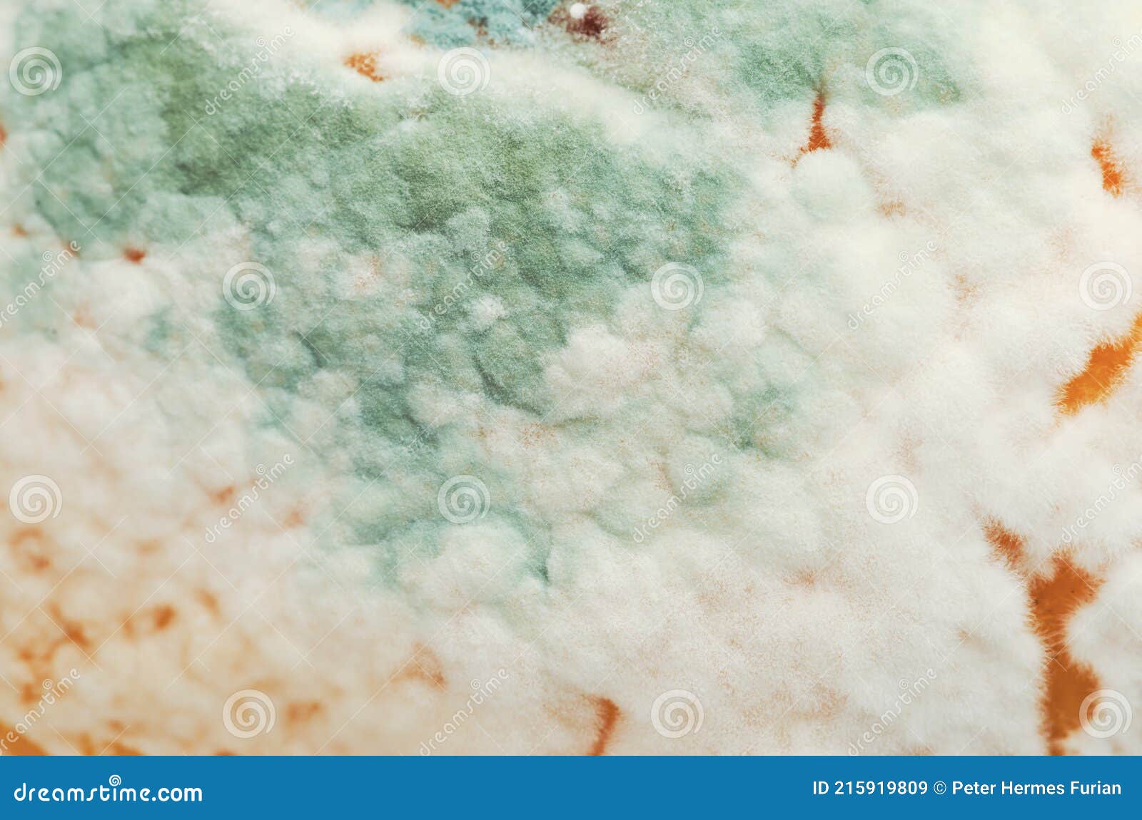 Green Mold, Penicillium Fungus, on a Citrus Fruit Peel, Macro Photo ...