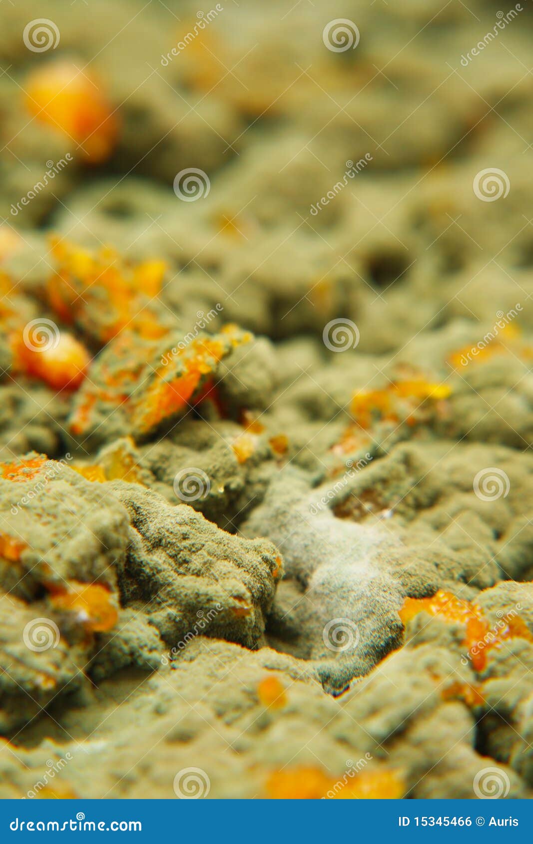 Green mold, closeup photo stock photo. Image of decay - 15345466