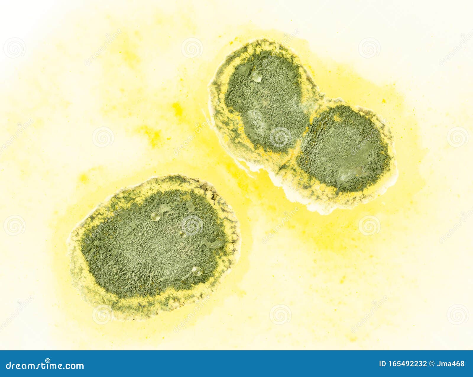 Green Mold Growing on a Yellow Liquid Stock Photo - Image of yellow ...