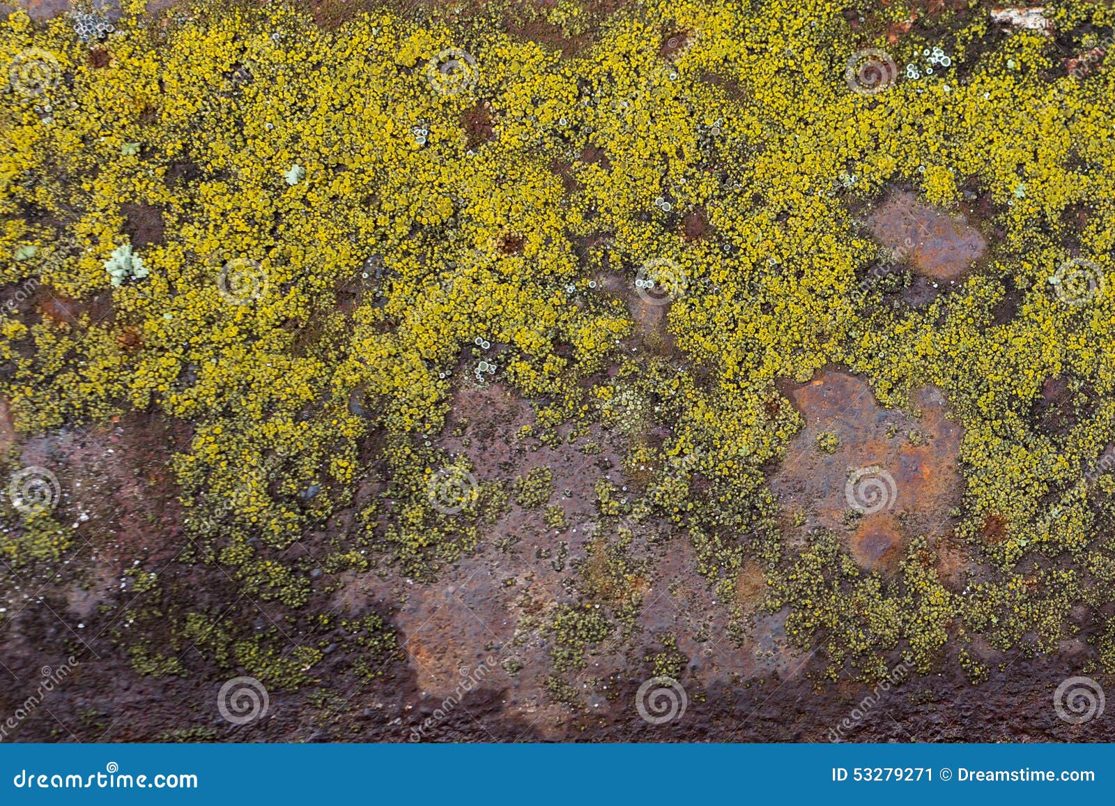 Green Mold Moss on the Metal Wall Stock Image - Image of grunge, cement ...