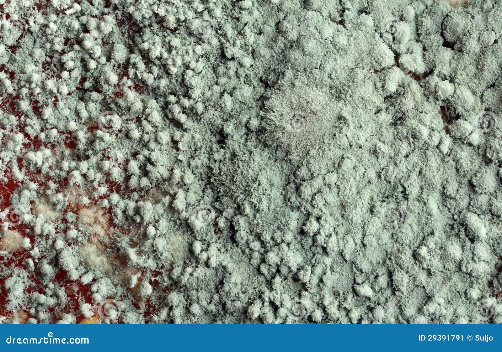 Green Mold / Powdery Mildew Growing On Tree Stock Photo | CartoonDealer ...