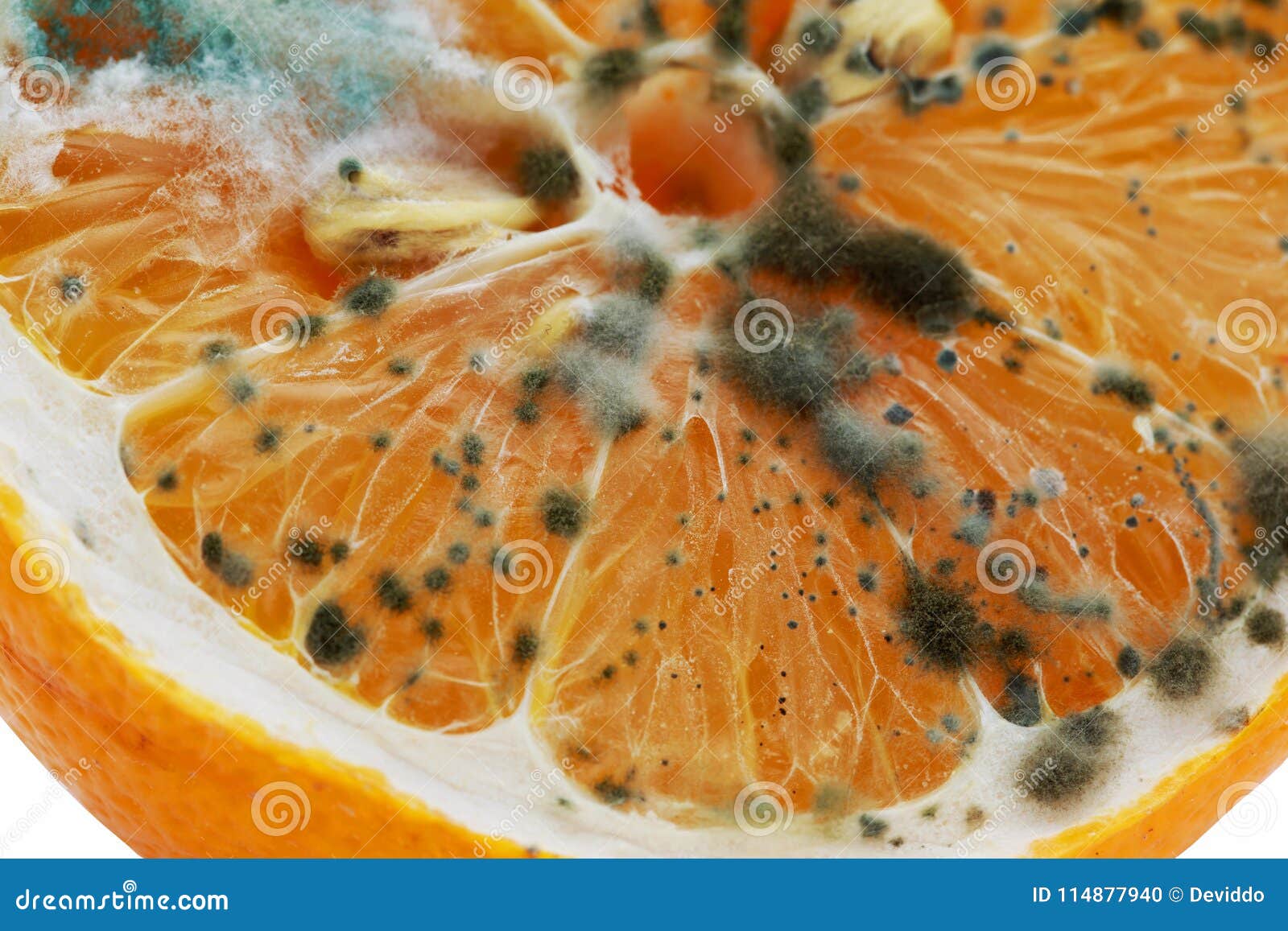 The rotten lemon stock photo. Image of expired, fruit - 114877940