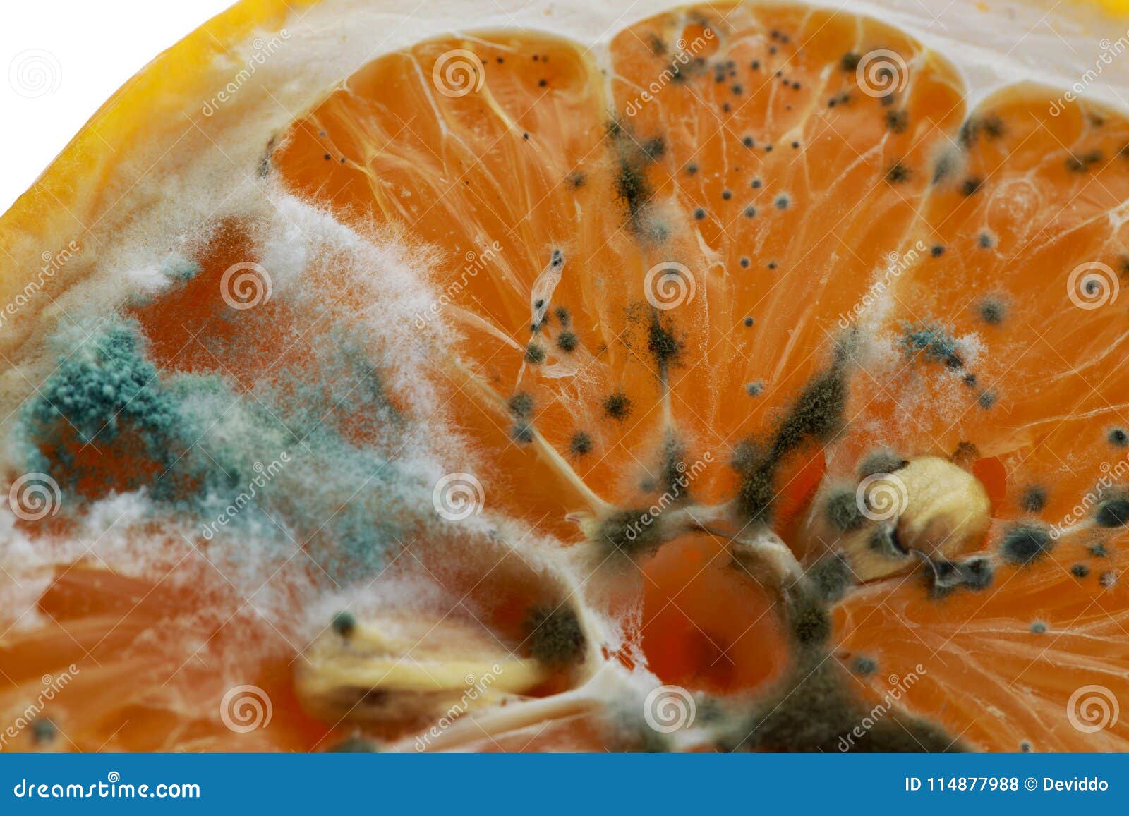 The rotten lemon stock photo. Image of fruit, mold, decompose - 114877988
