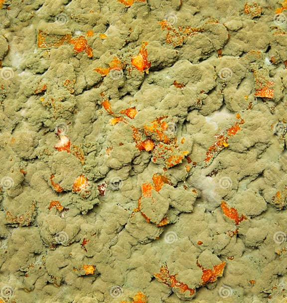 Green Mold, Seamless Texture Stock Image - Image of musty, mould: 13820891