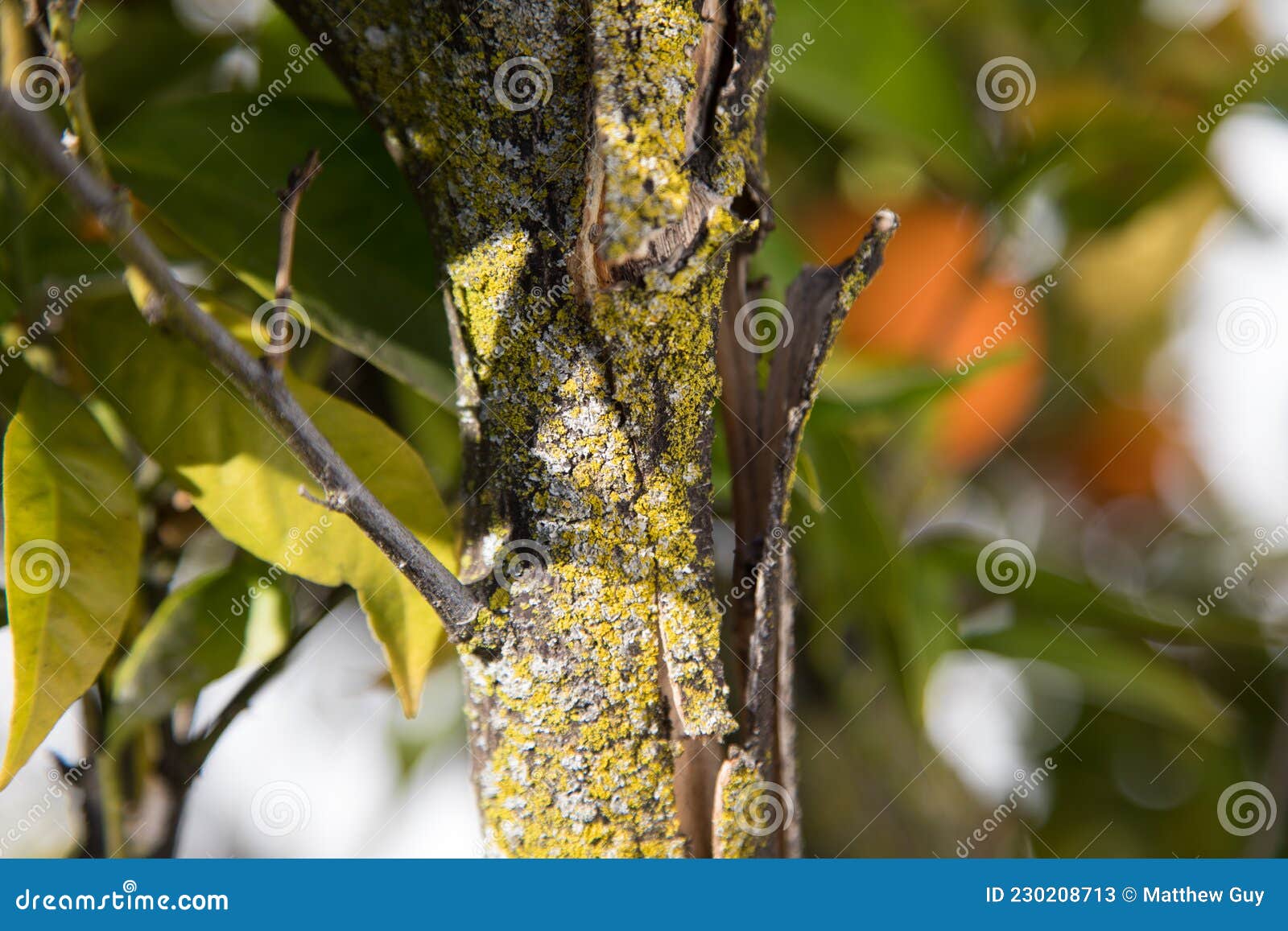 Green mold on tree bark stock image. Image of fruit - 230208713
