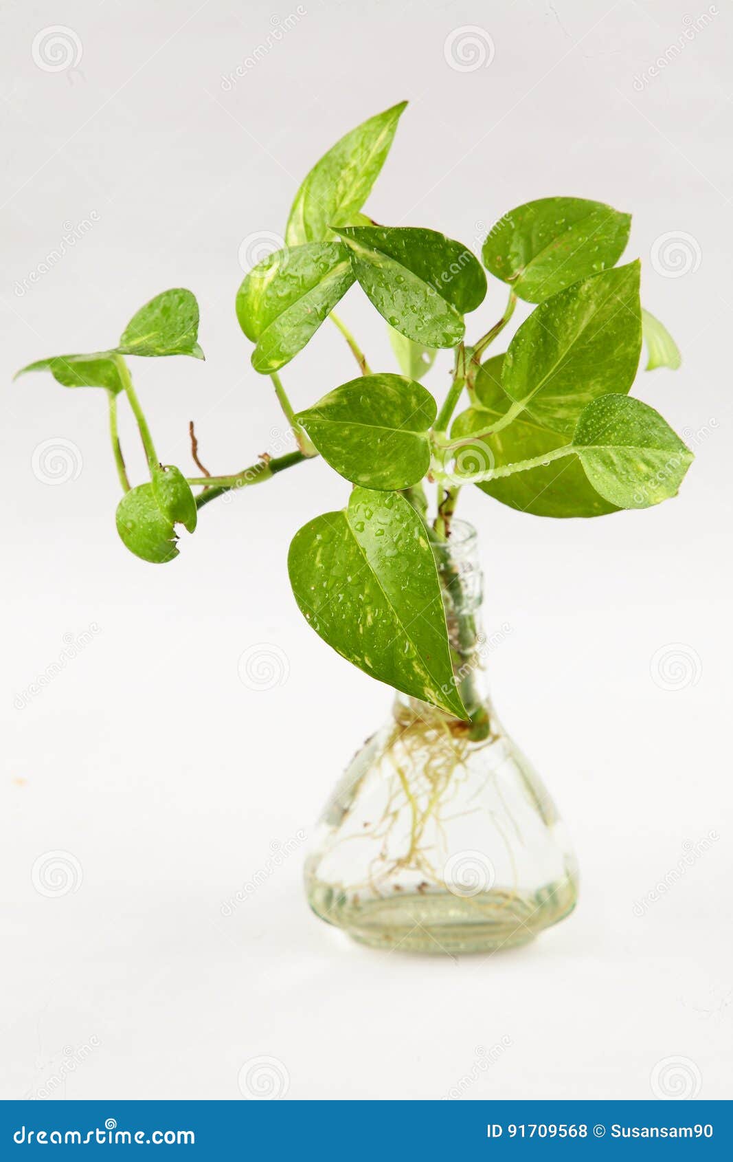 Green Money plant in water stock photo. Image of heap - 91709568