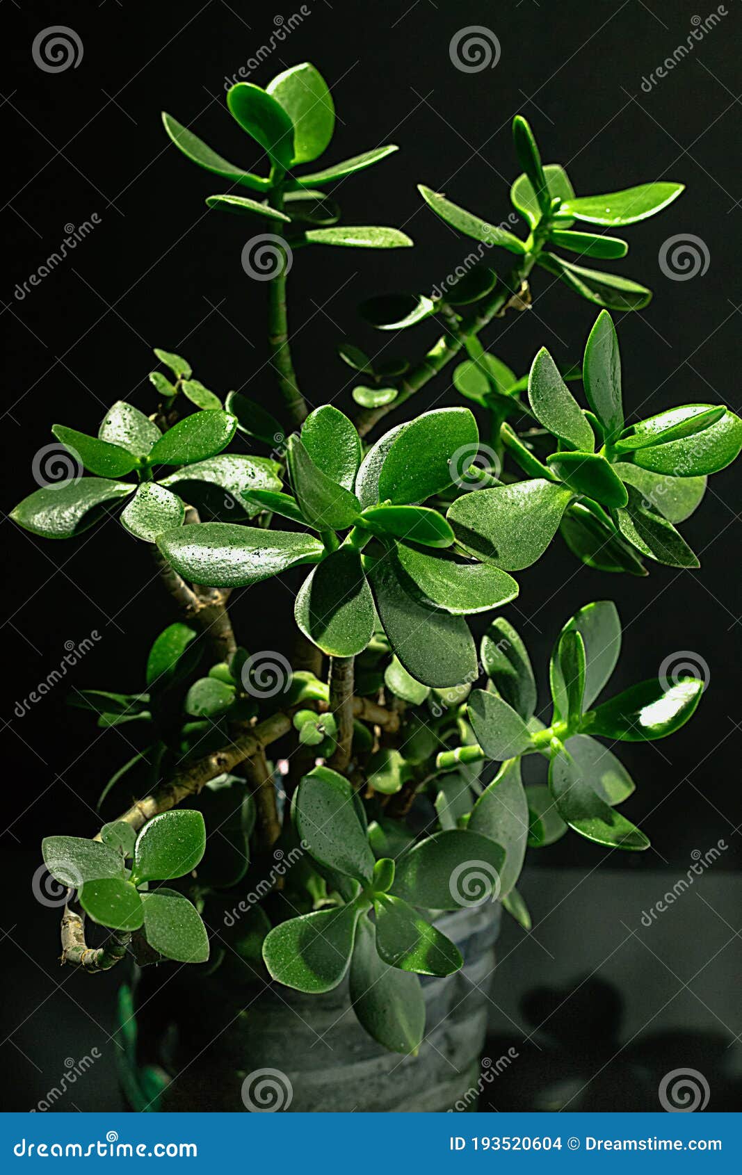 Green Money Tree in a Pot on a Black Background Stock Photo - Image of ...
