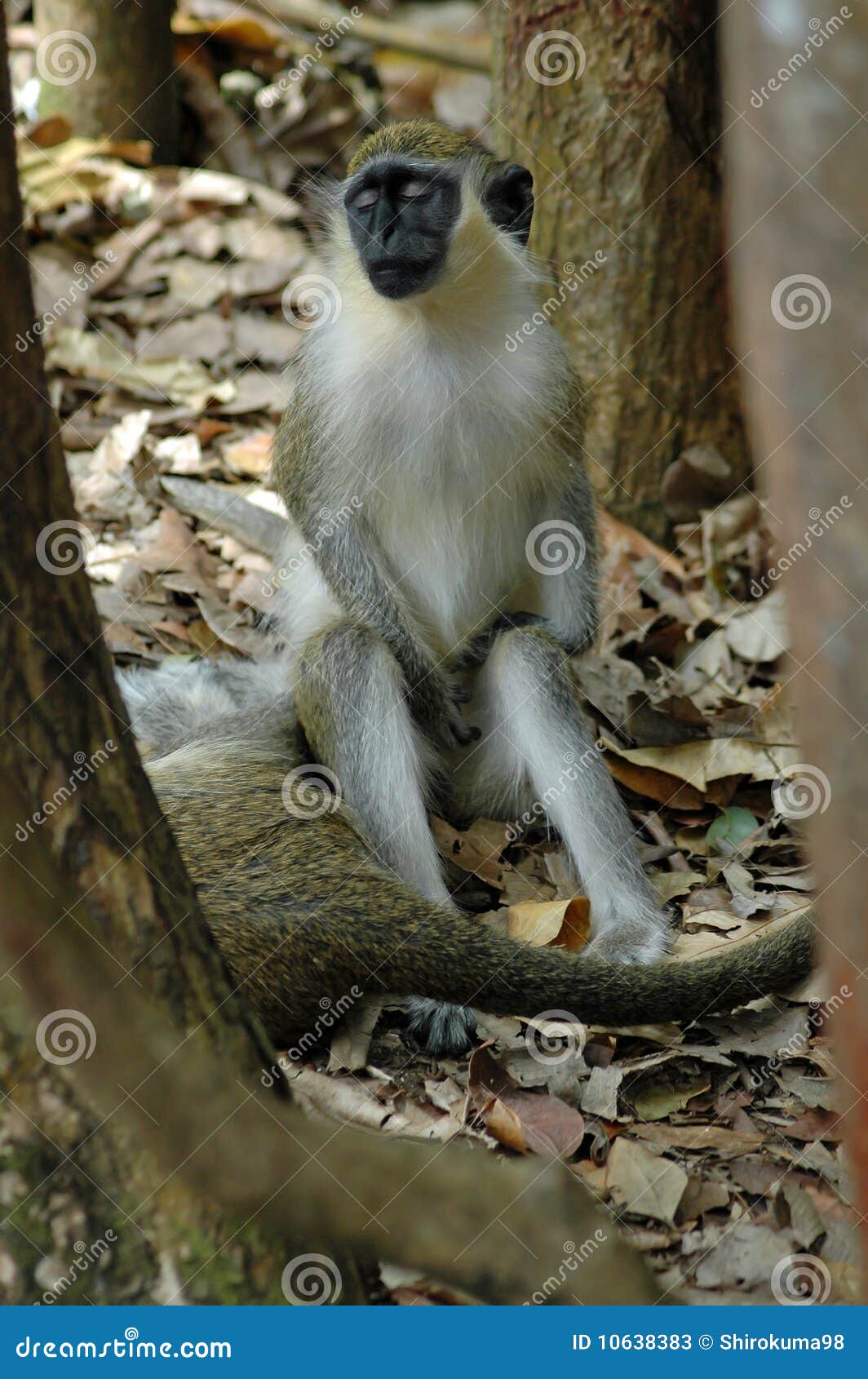 Green monkey stock image. Image of wild, resting, monkey - 10638383