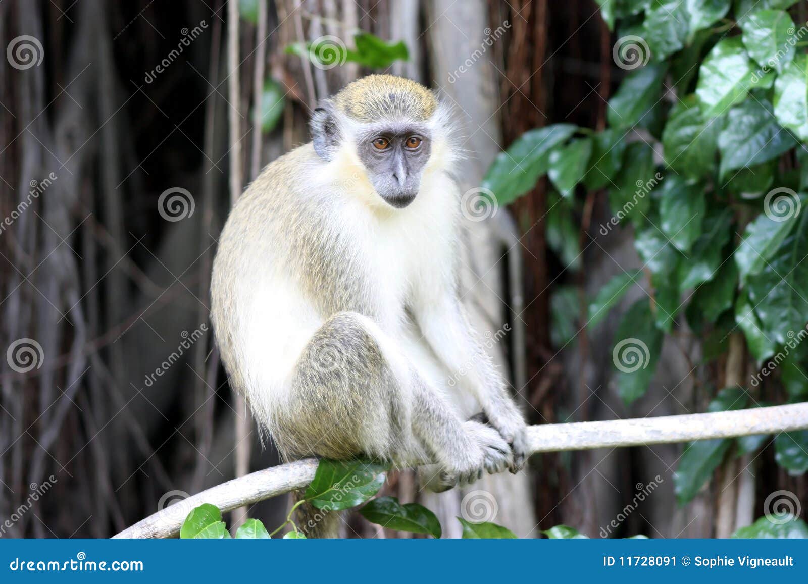 Green monkey stock image. Image of wild, outdoors, branch - 11728091