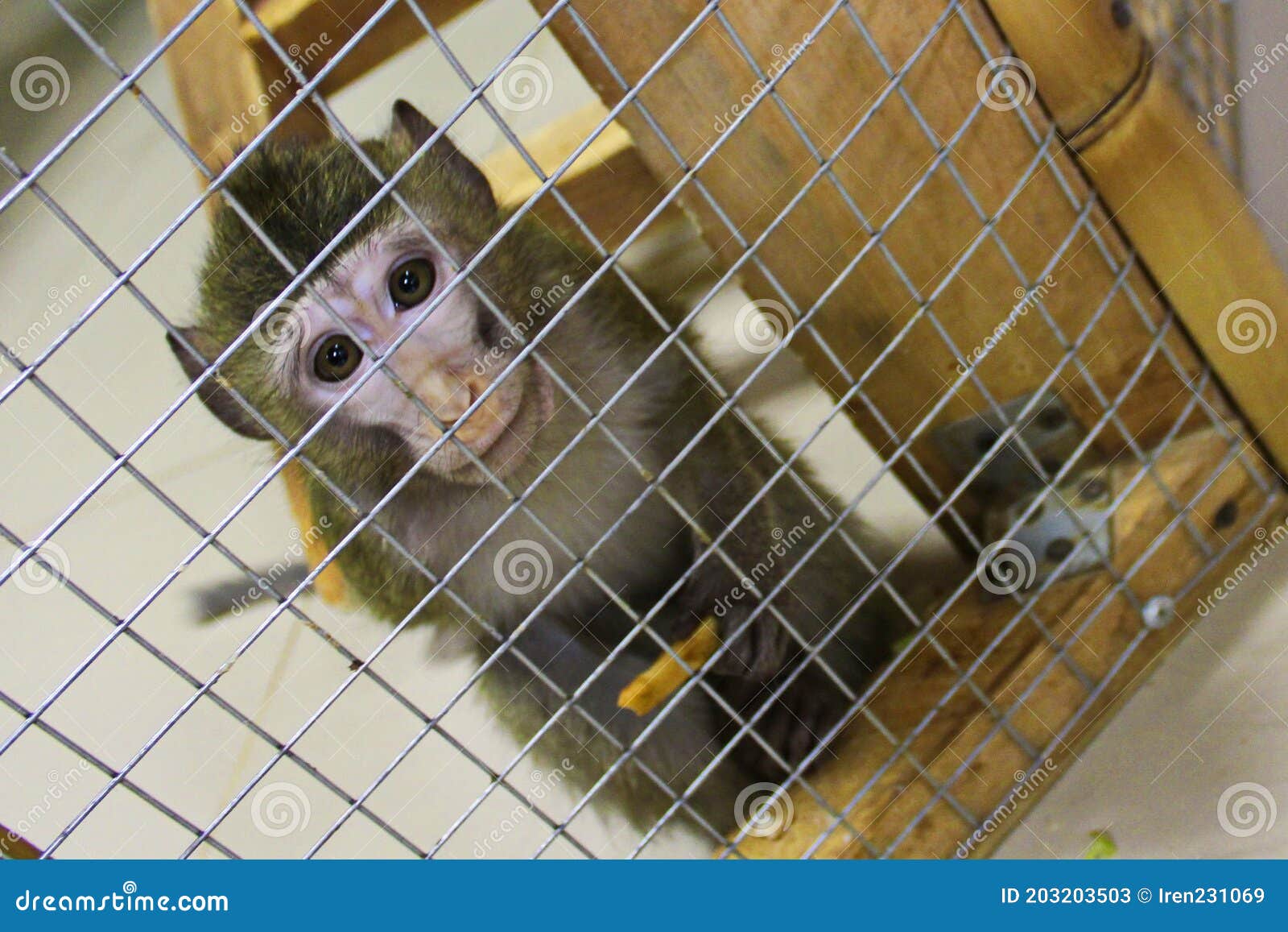 The Monkey Sits Behind a Metal Mesh Close-up Stock Image - Image of ...