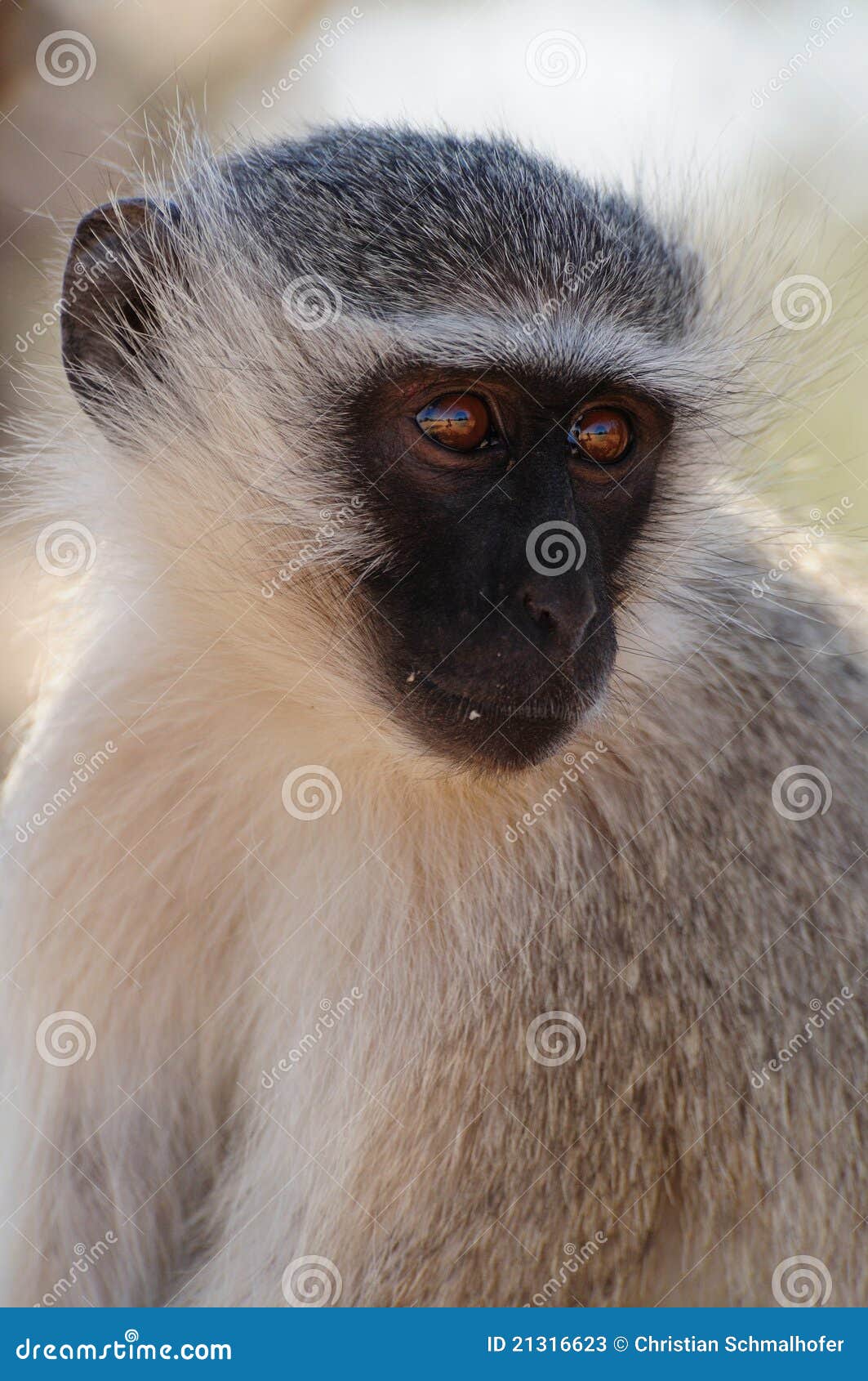 Green Monkey (Chlorocebus) stock image. Image of monkey - 21316623