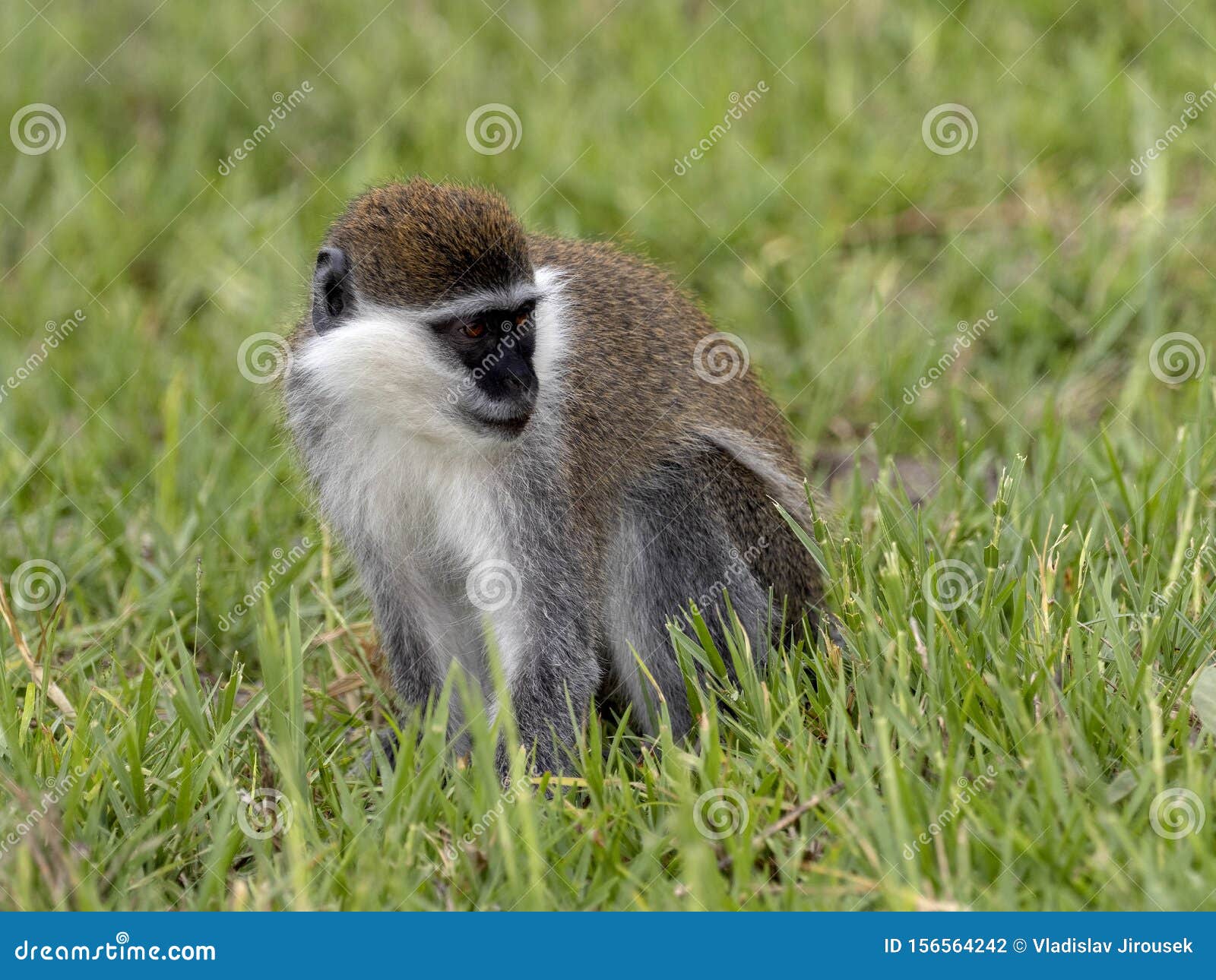 Green Monkey, Chlorocebus Aethiops, in Awassa Park, Ethiopia Stock ...