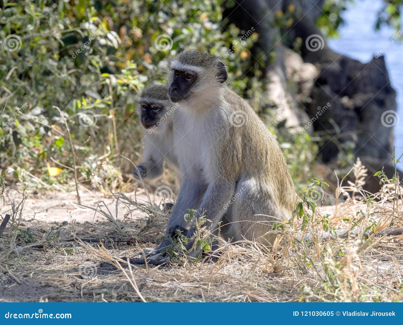 Green Monkey Chlorocebus Aethiops, Chobe National Park, Botswana Stock ...