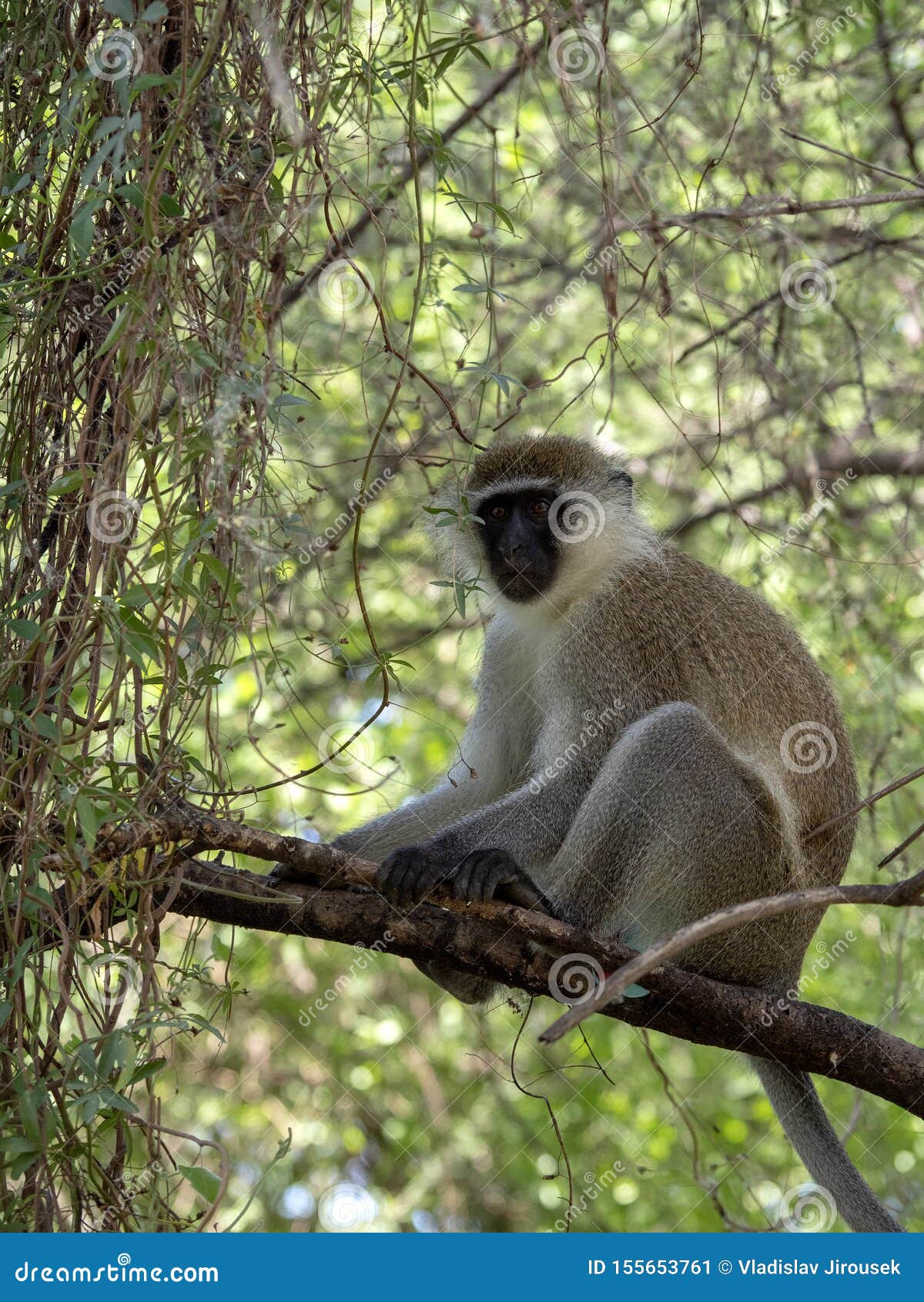 Green Monkey, Chlorocebus Aethiops, Sitting on a Tree in Ethiopia Stock ...