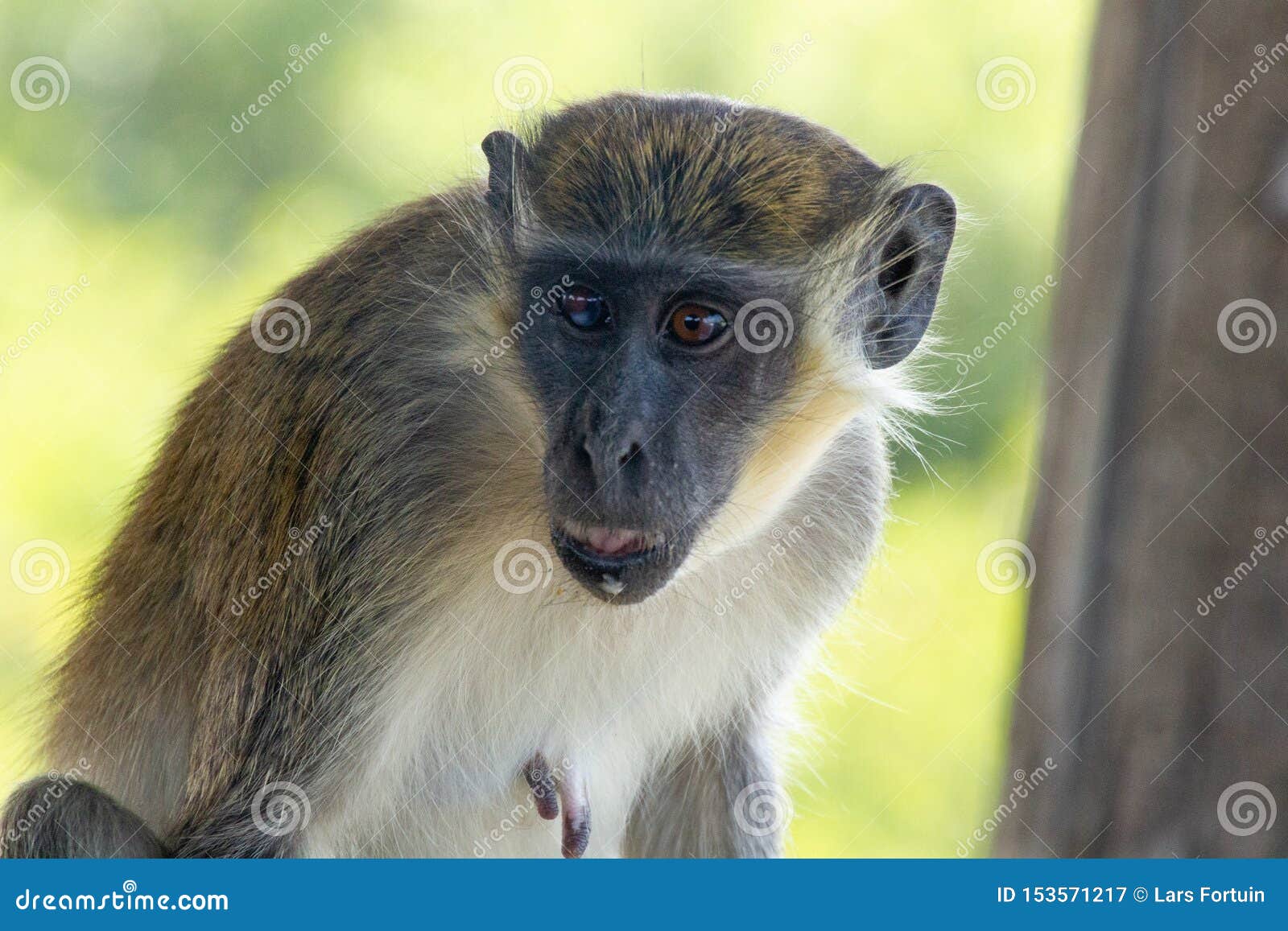 Green monkey portrait stock image. Image of face, animals - 153571217