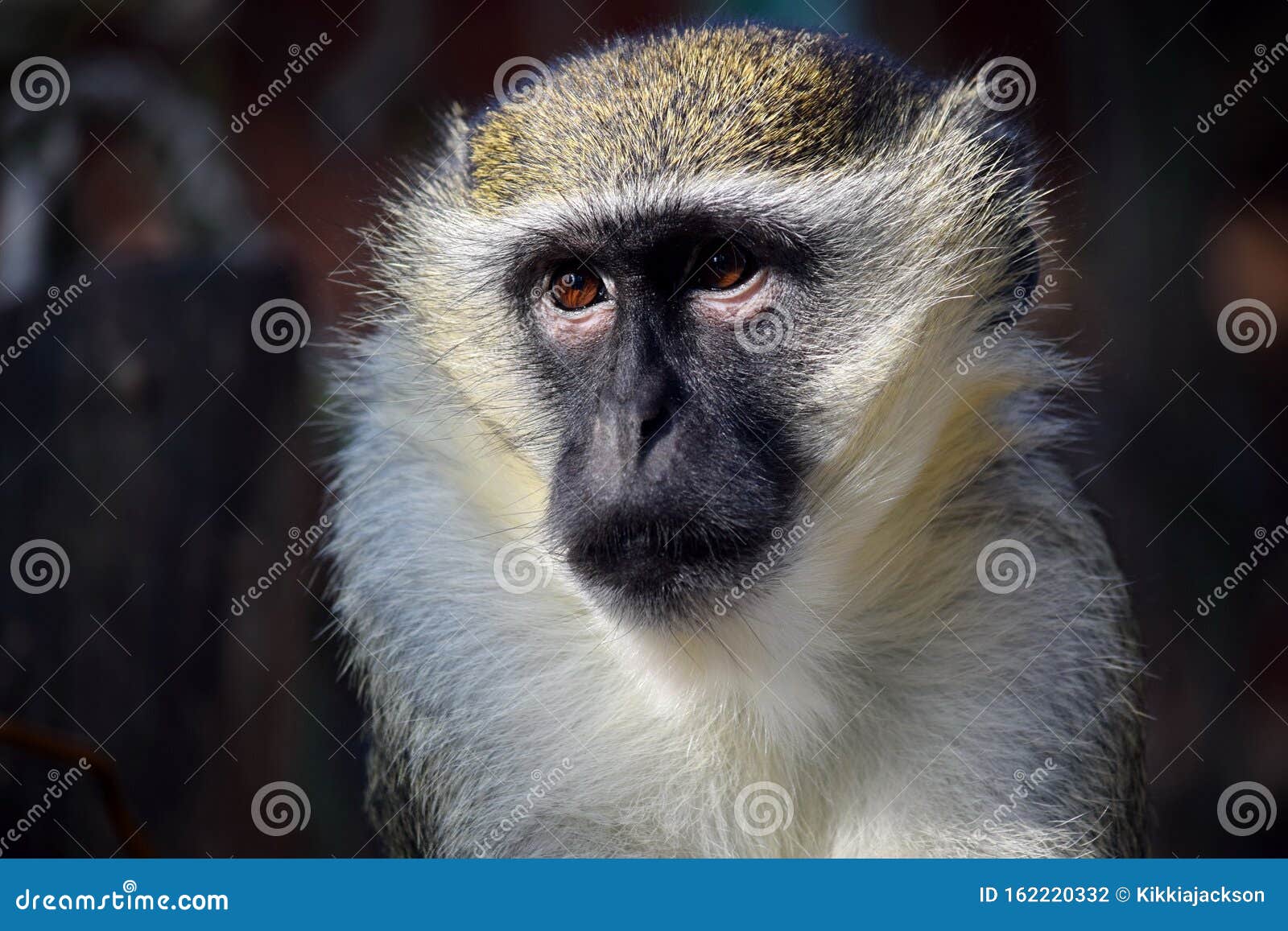 Green Monkey Looking Head Close Up Stock Photo - Image of animal ...