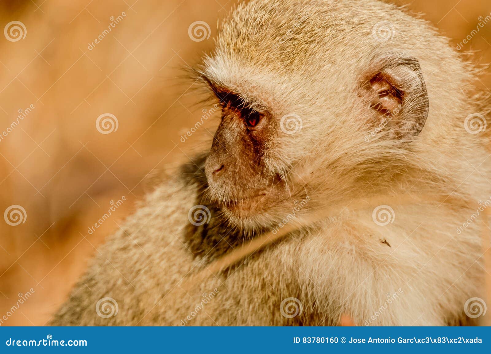 Green Monkey stock photo. Image of savannah, chobe, south - 83780160