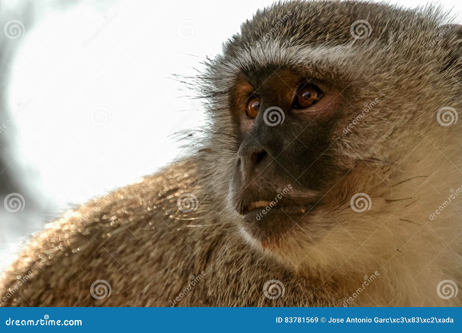 Green monkey stock image. Image of chlorocebus, chobe - 83781569