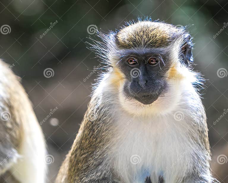 Green monkey stock photo. Image of feeding, face, natural - 114379116