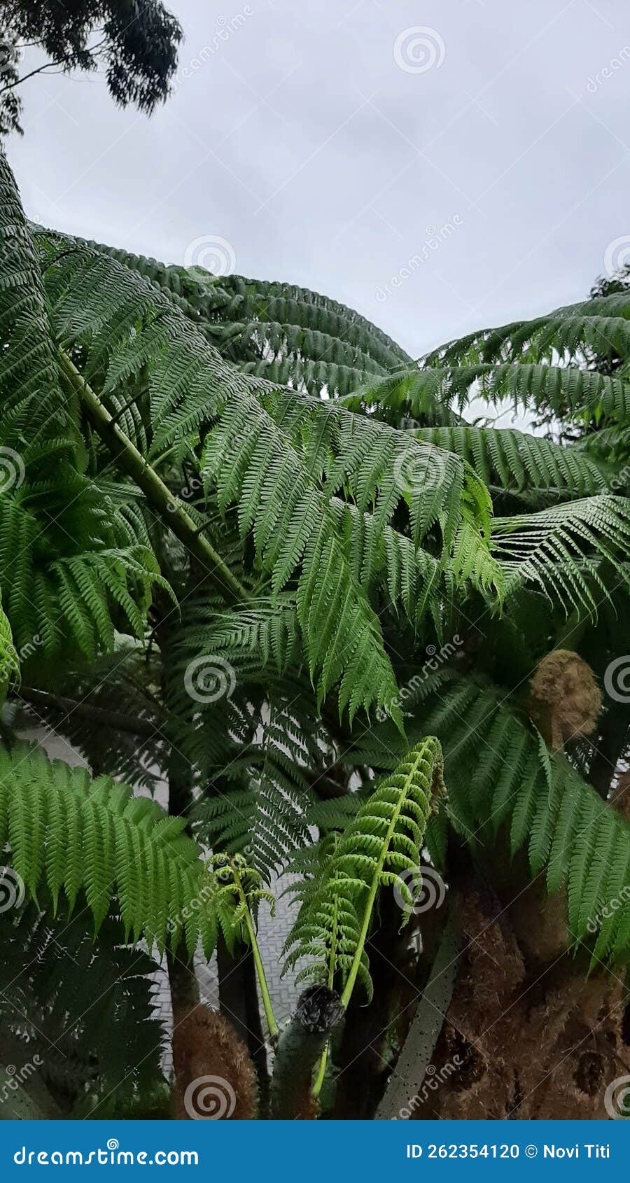 The Green Monkey Palm stock photo. Image of vegetation - 262354120
