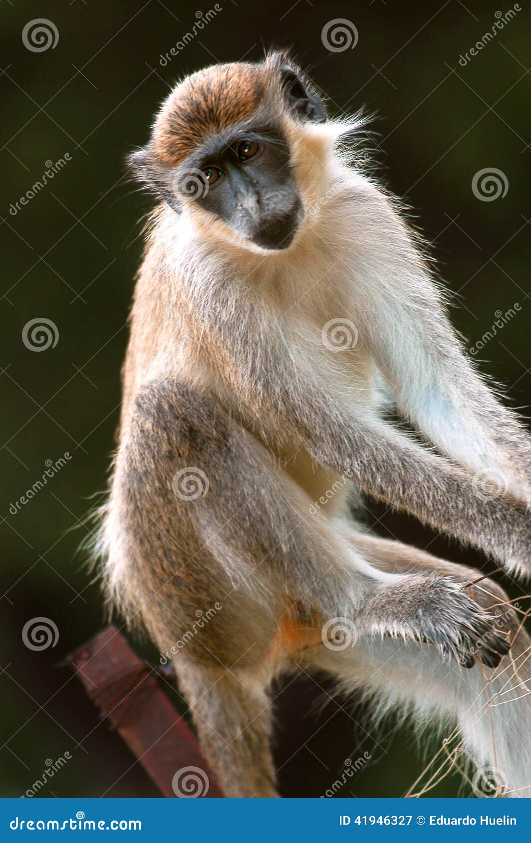 Green Monkey National Park Kruger South Africa Reserves And Protected ...